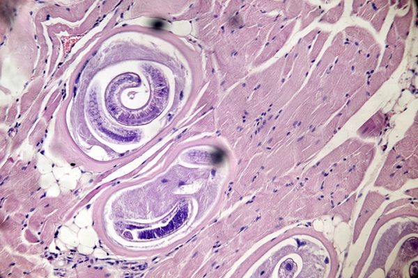 Trikiner: Mere normal i østeuropa – Institut for Jagt